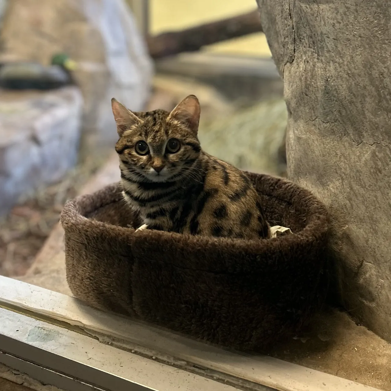 does the pound kill cats