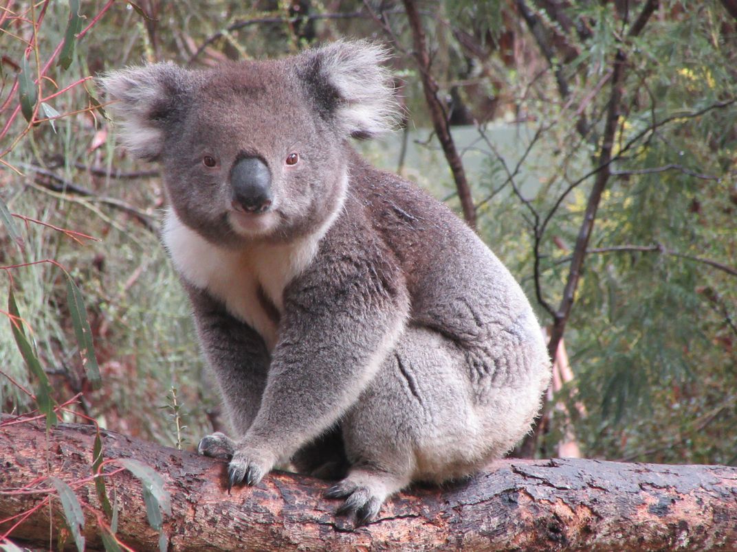 Koala at the Sanctuary at Tidbinbilla | Smithsonian Photo Contest ...