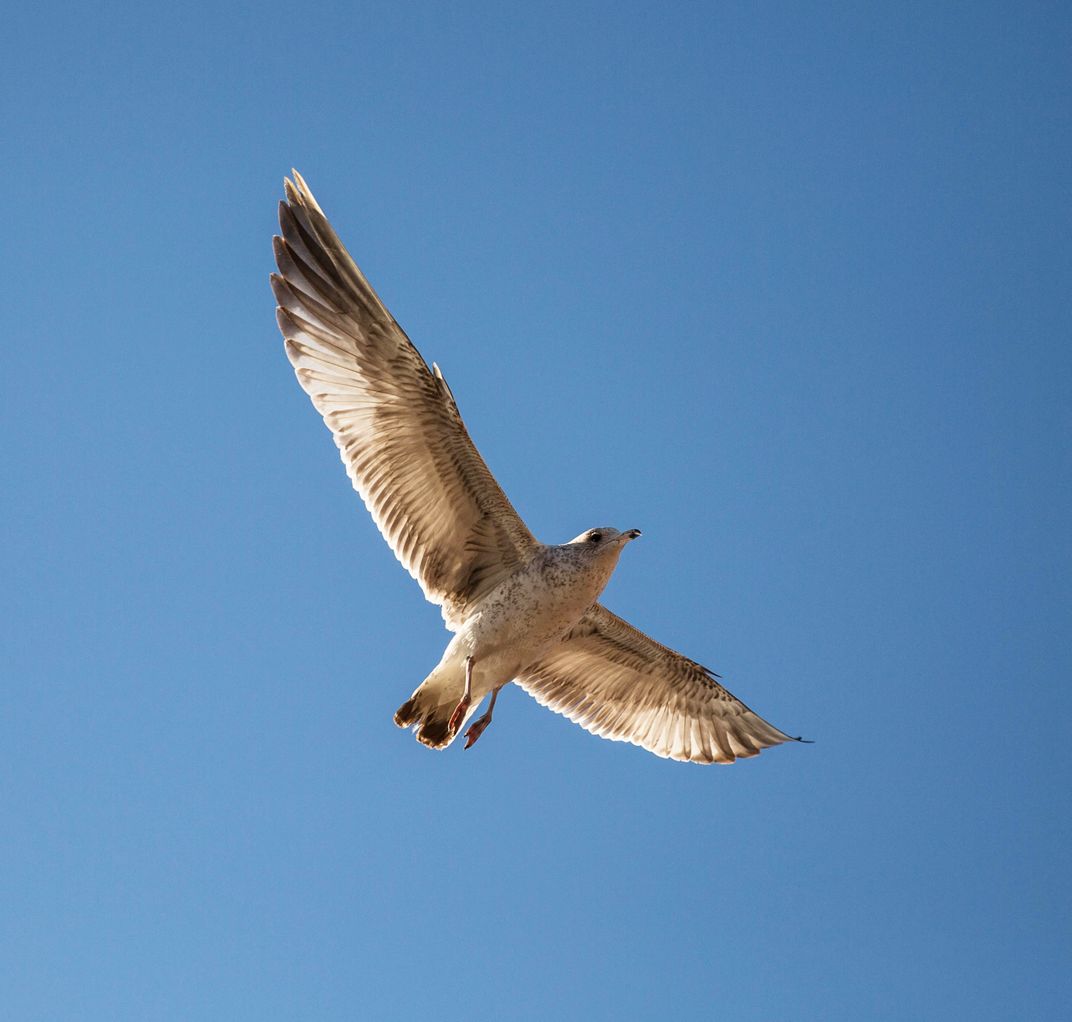 Went to Inner harbor and observed a lot of amazing seagulls ...