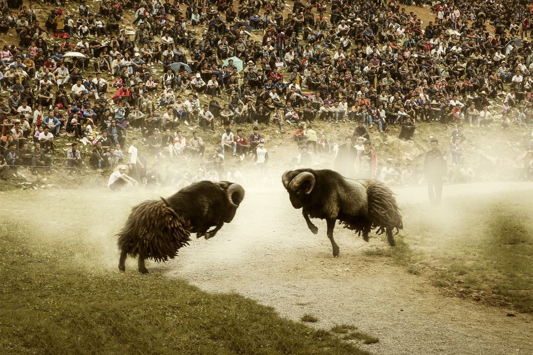 Ready for attack | Smithsonian Photo Contest | Smithsonian Magazine