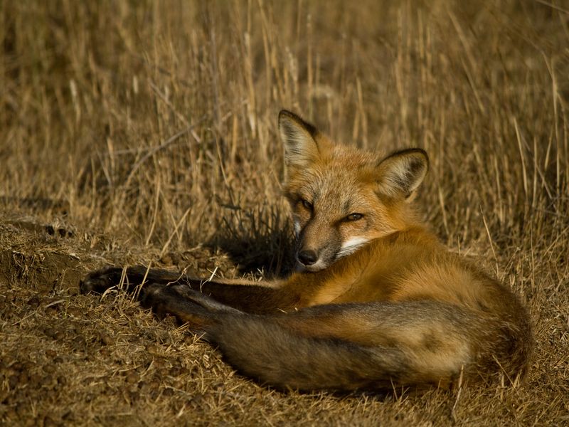Fox stare | Smithsonian Photo Contest | Smithsonian Magazine