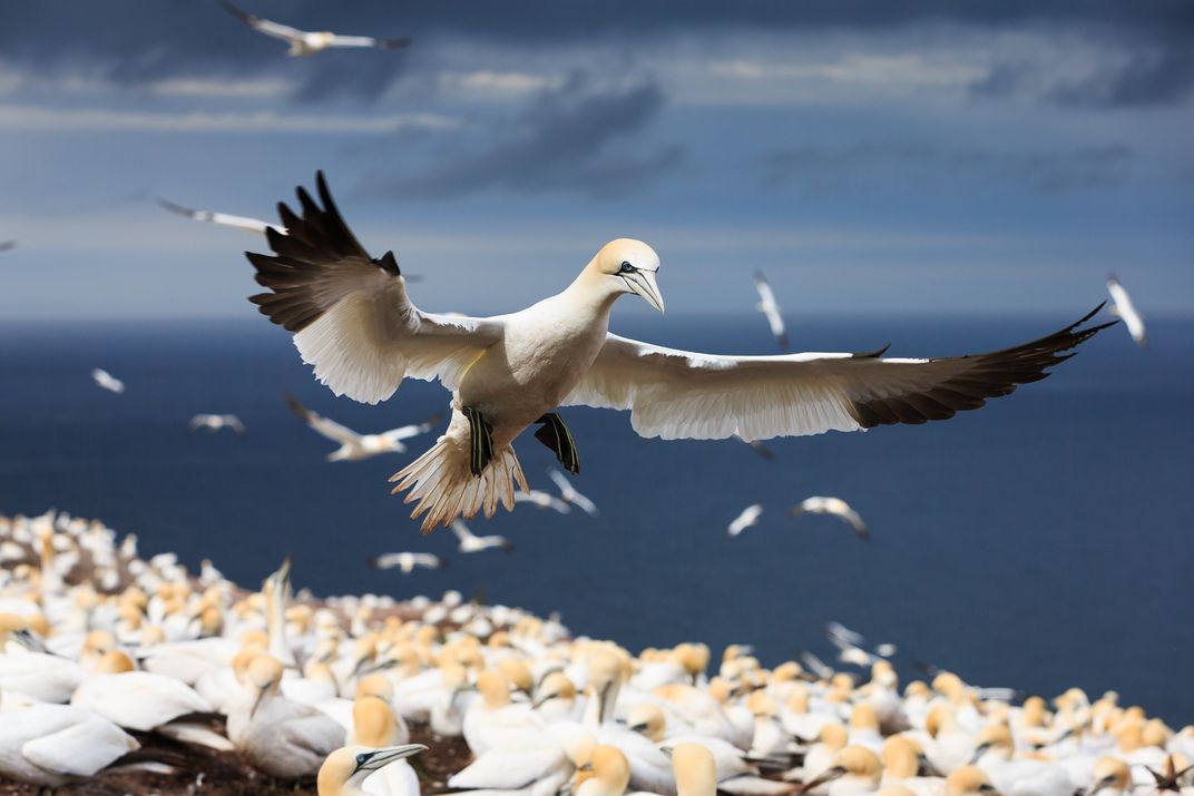 A northern gannet lands by its mate on Bonaventure island in Quebec ...
