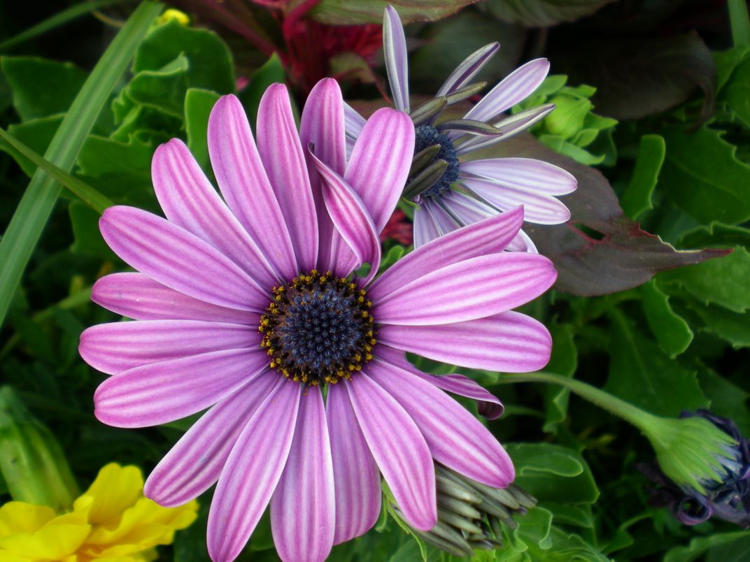 unusually colored flower | Smithsonian Photo Contest | Smithsonian Magazine