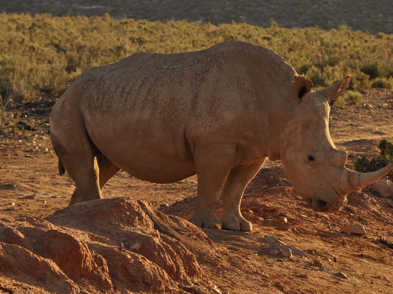 Big Rhino | Smithsonian Photo Contest | Smithsonian Magazine