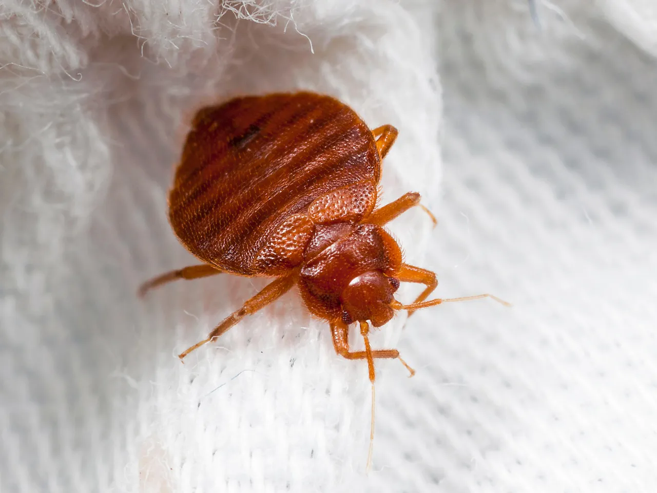 do bed bug detectors work