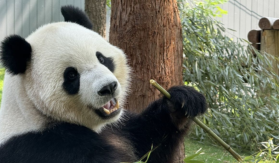 National Zoo and Conservation Biology Institute Blog | Smithsonian Magazine