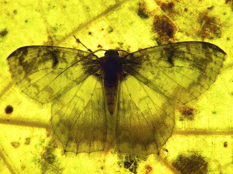 Unidentified moth backlit on a leaf | Smithsonian Photo Contest ...