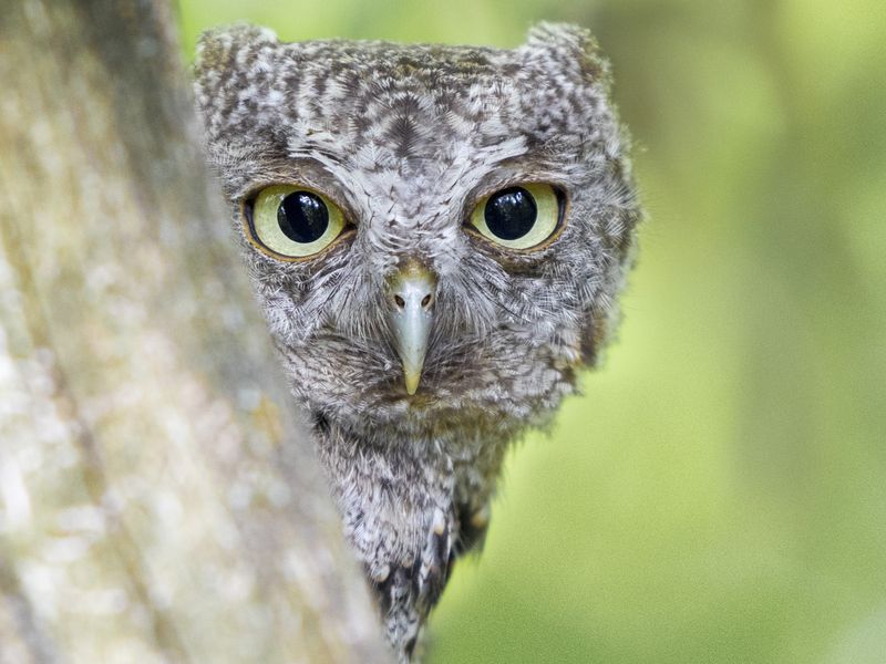 The curious eyes! | Smithsonian Photo Contest | Smithsonian Magazine