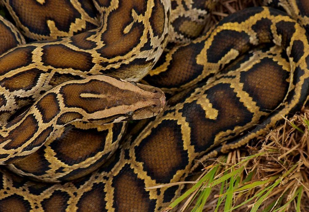 Could Invasive Burmese Pythons Soon Be on the Menu in Florida?