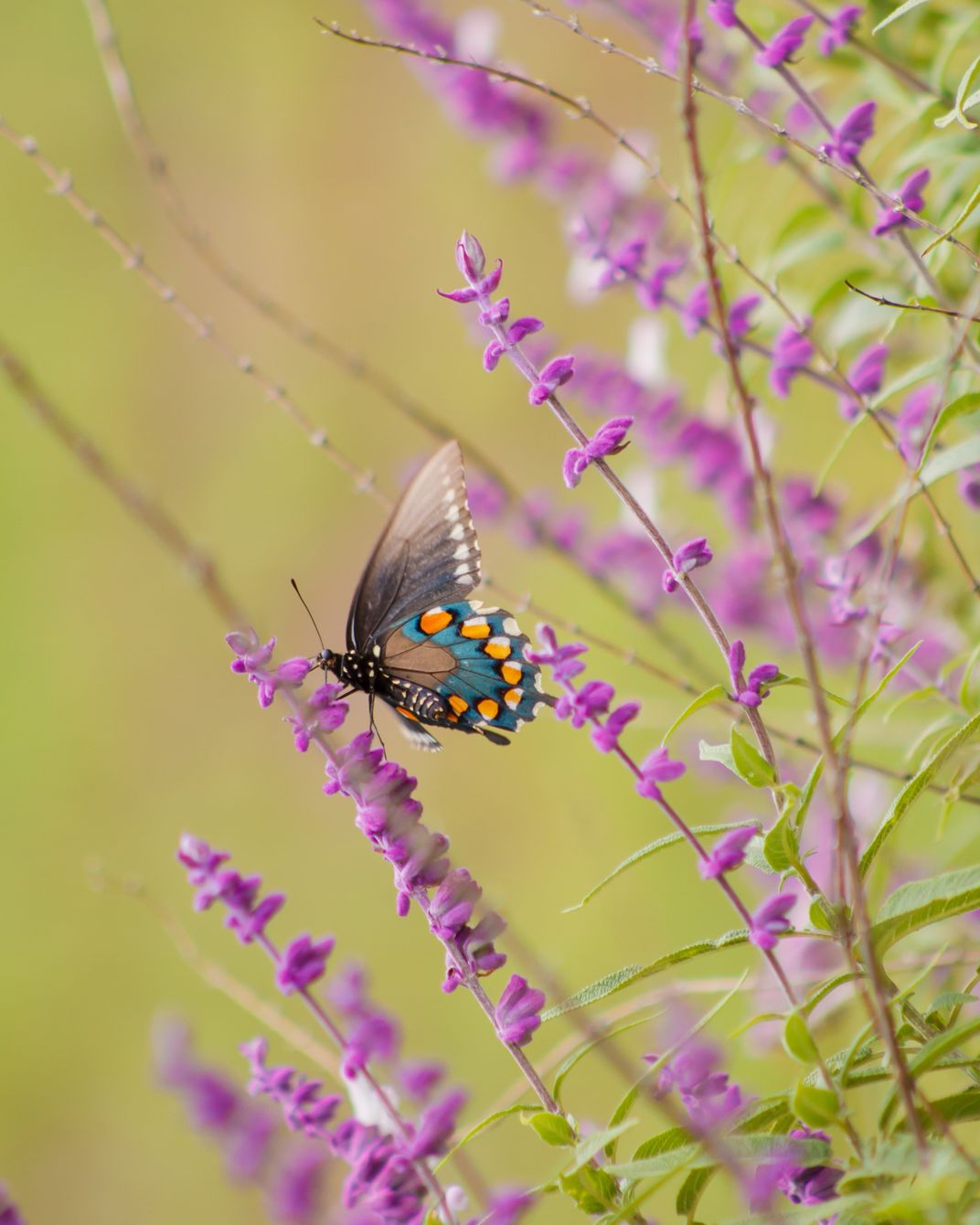 Pipevine swallowtail in Uvalde, Texas | Smithsonian Photo Contest ...