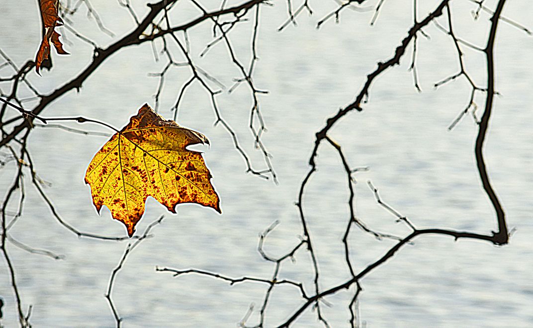 the last leaf | Smithsonian Photo Contest | Smithsonian Magazine