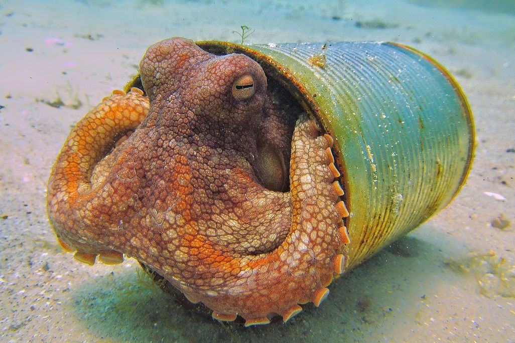Octopuses Are Reusing Human Trash as Shelter