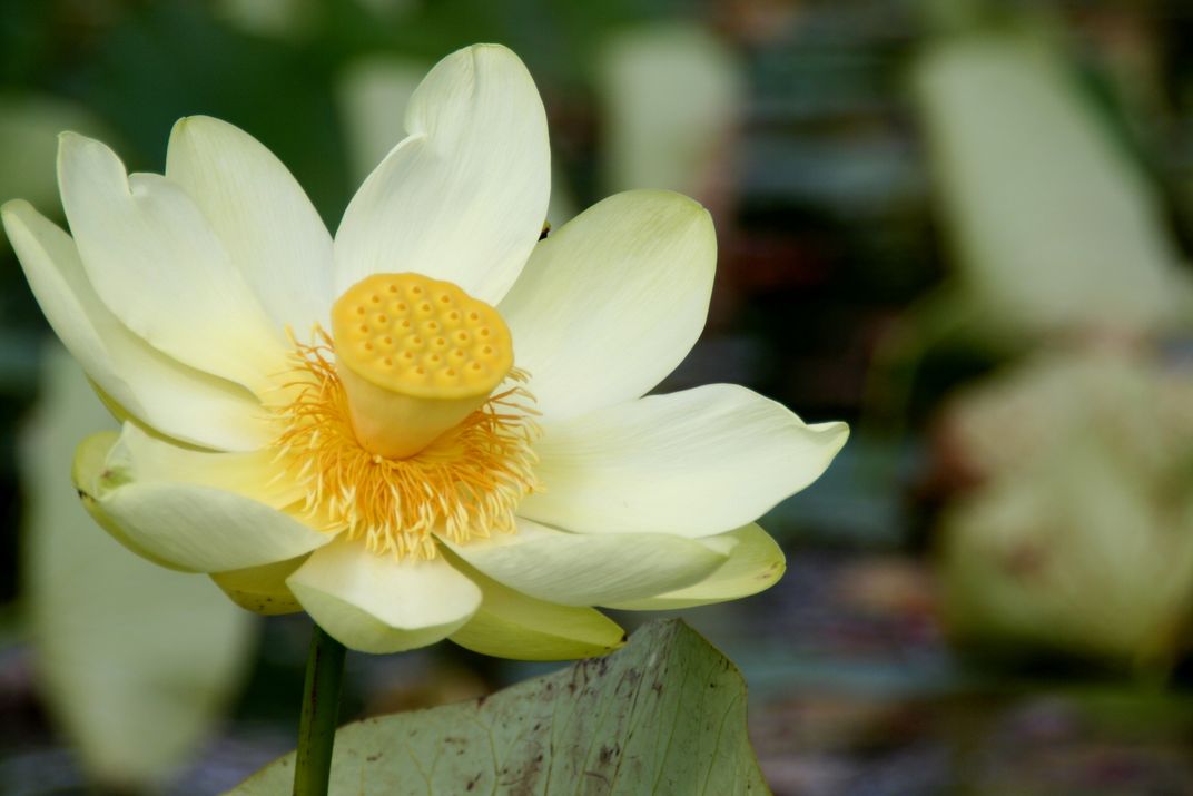 Lotus Blossom. Close-up of lotus flower on Lotus Lake in Wisconsin ...