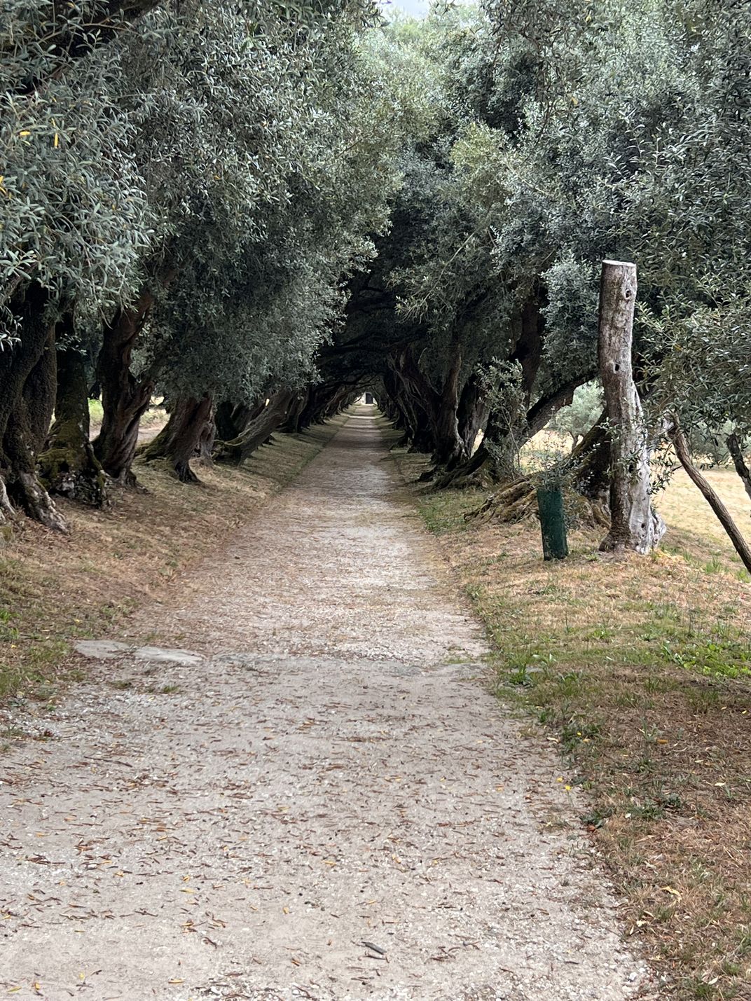 Covered pathway | Smithsonian Photo Contest | Smithsonian Magazine