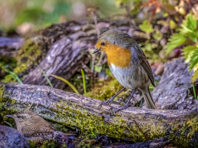 Robin and wren | Smithsonian Photo Contest | Smithsonian Magazine