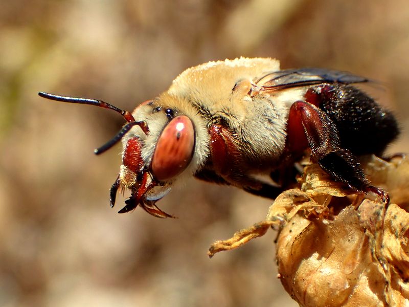 Red-eyed Digger Bee "bubbling" to concentrate nectar | Smithsonian ...