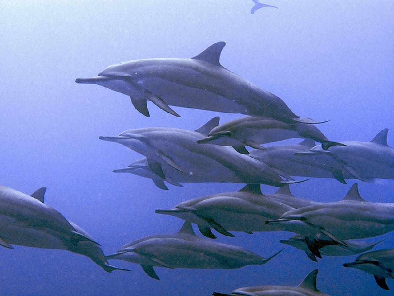New Maps Will Keep Ecotourists From Ruining Dolphins’ All-Important Naps