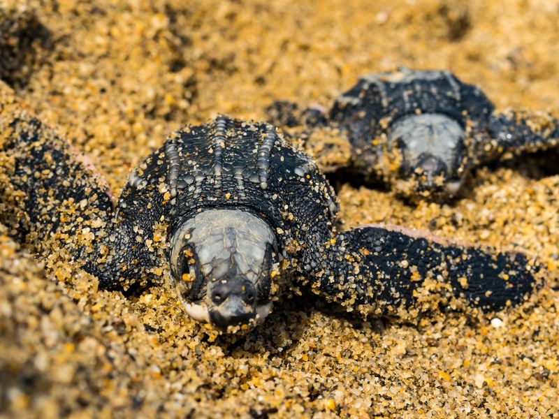 Baby leatherback turtles | Smithsonian Photo Contest | Smithsonian Magazine