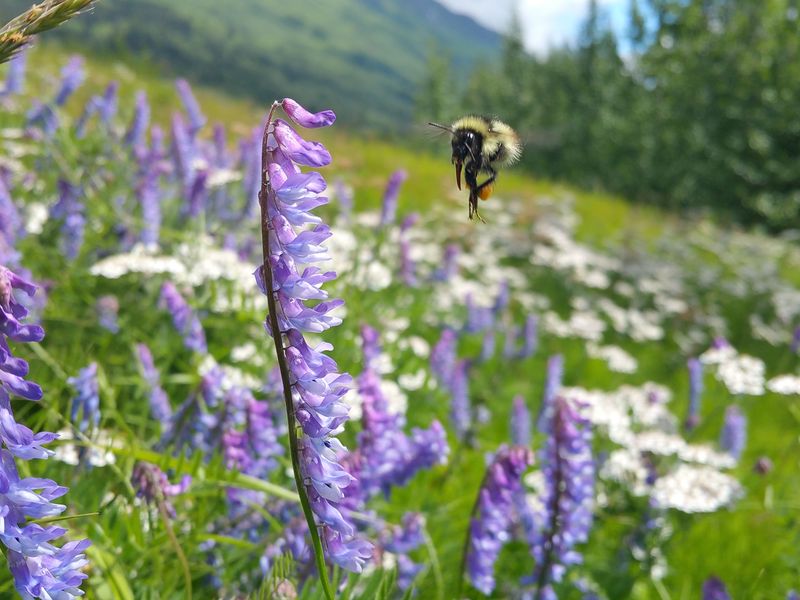 Bee carrying its pollen on leg on an Alaskan meadow | Smithsonian Photo ...