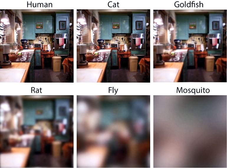 How Does Your Vision Compare To Other Critters In The Animal Kingdom