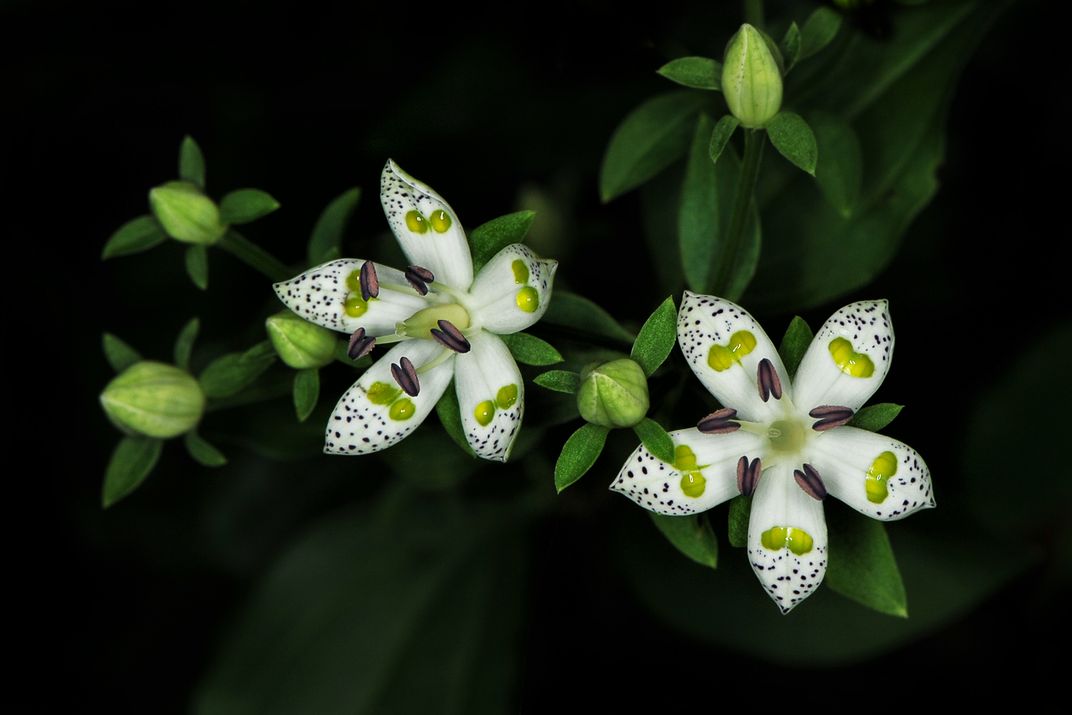 Wild Beauty | Smithsonian Photo Contest | Smithsonian Magazine