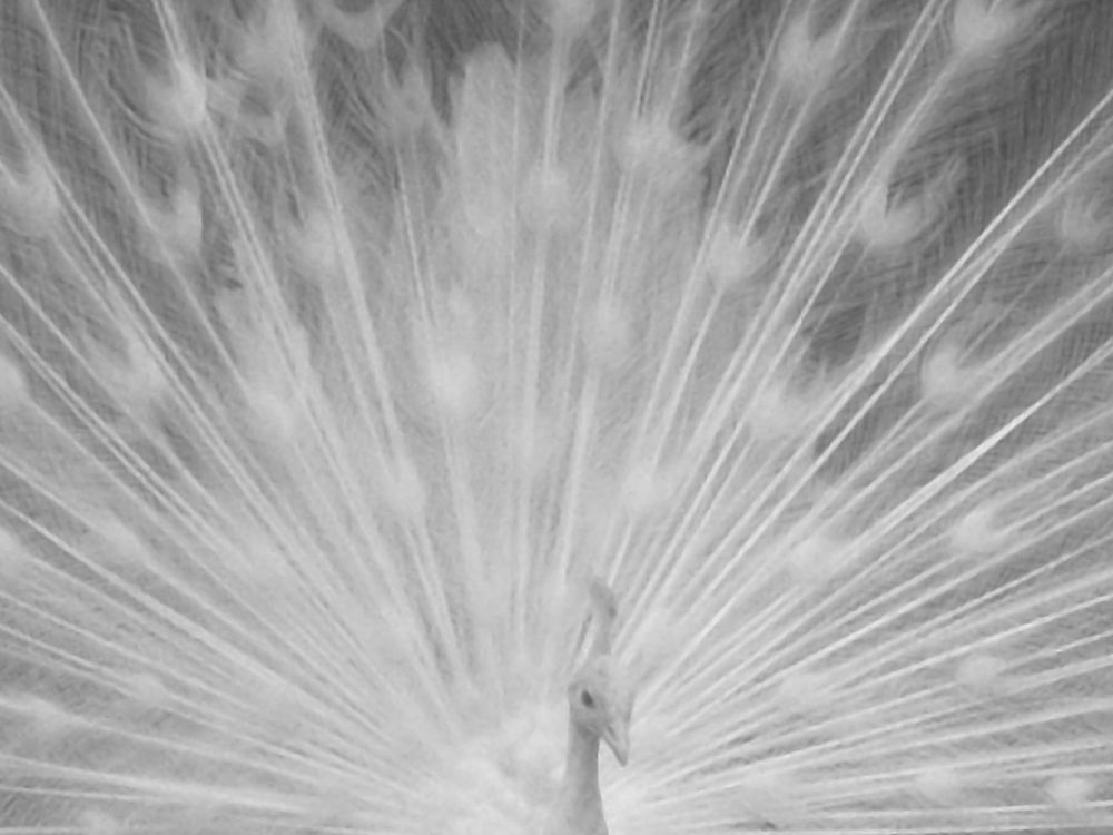 Albino Peacock Smithsonian Photo Contest Smithsonian Magazine