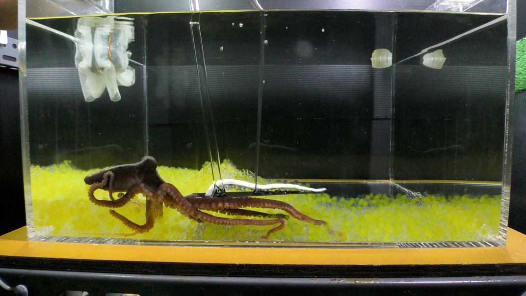 Octopuses Fall for the Rubber Hand Illusion, Just Like Humans, Pointing ...