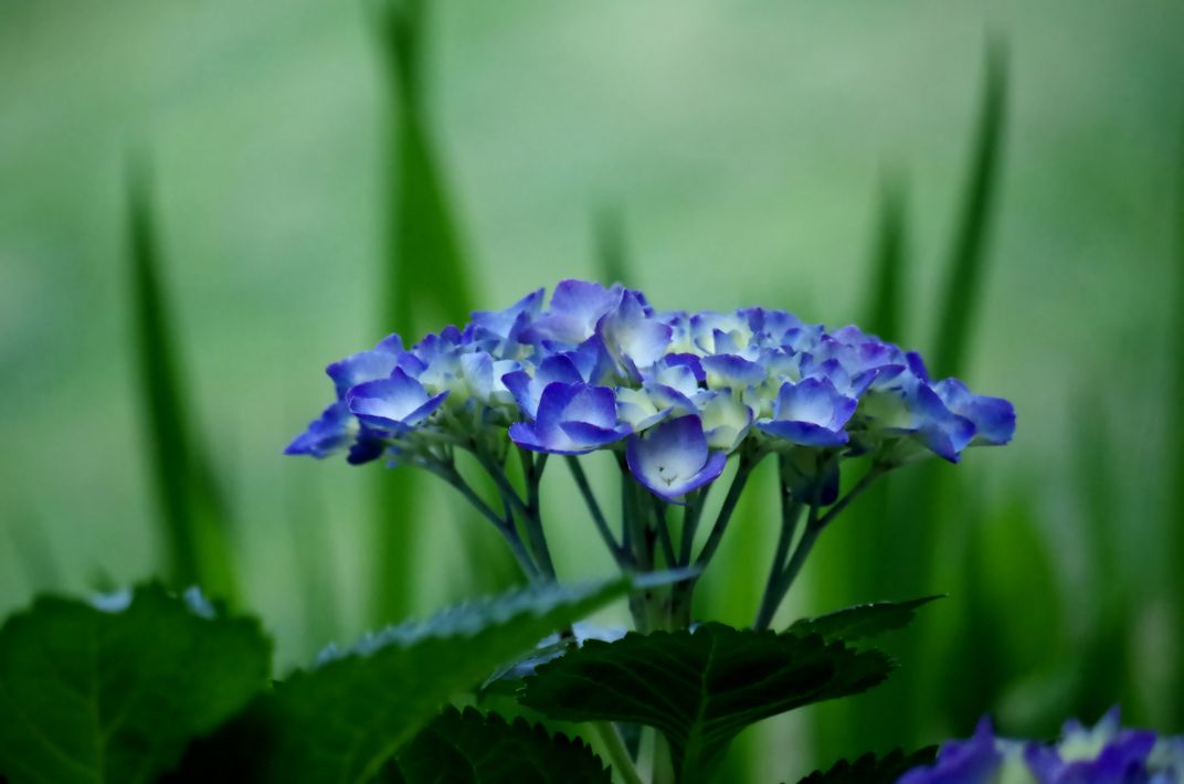 Flat-top Hydrangea Bloom | Smithsonian Photo Contest | Smithsonian Magazine