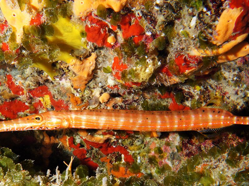 A Perfect Trumpetfish | Smithsonian Photo Contest | Smithsonian Magazine