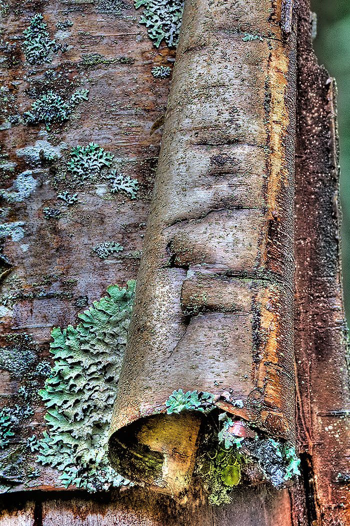Lichen-crusted birch bark scroll in a misty bog on Campobello Island ...