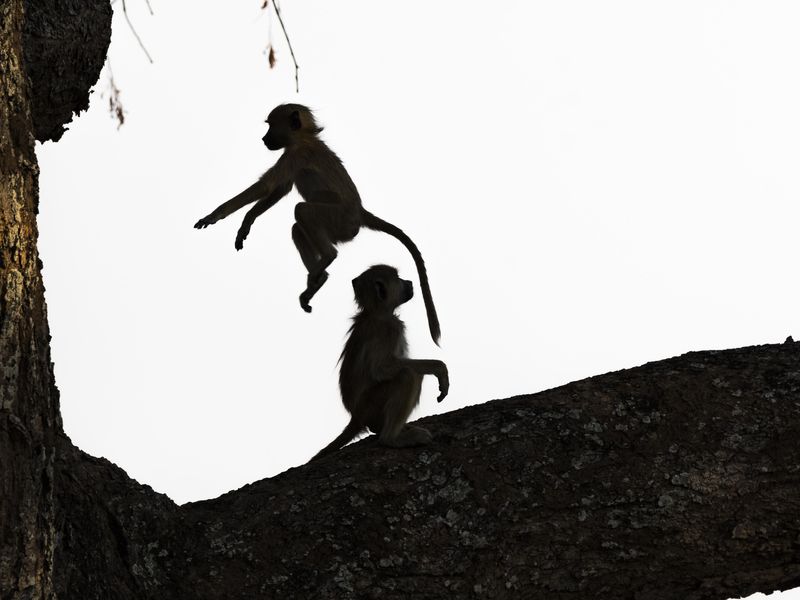 Leap monkey | Smithsonian Photo Contest | Smithsonian Magazine