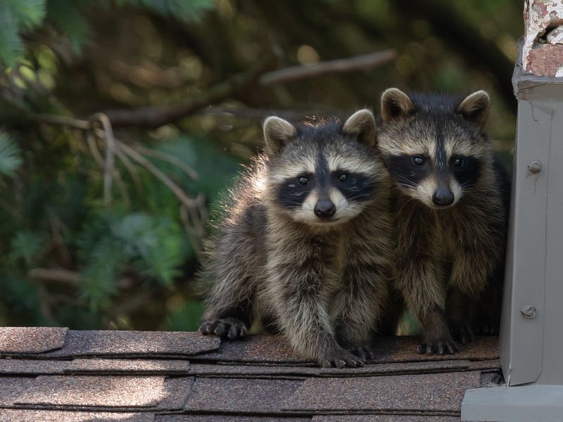 Raccoon Babies | Smithsonian Photo Contest | Smithsonian Magazine