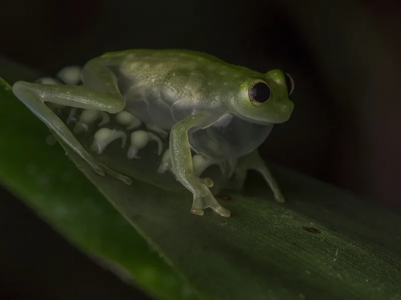 Glassfrog Guardian | Smithsonian Photo Contest | Smithsonian Magazine