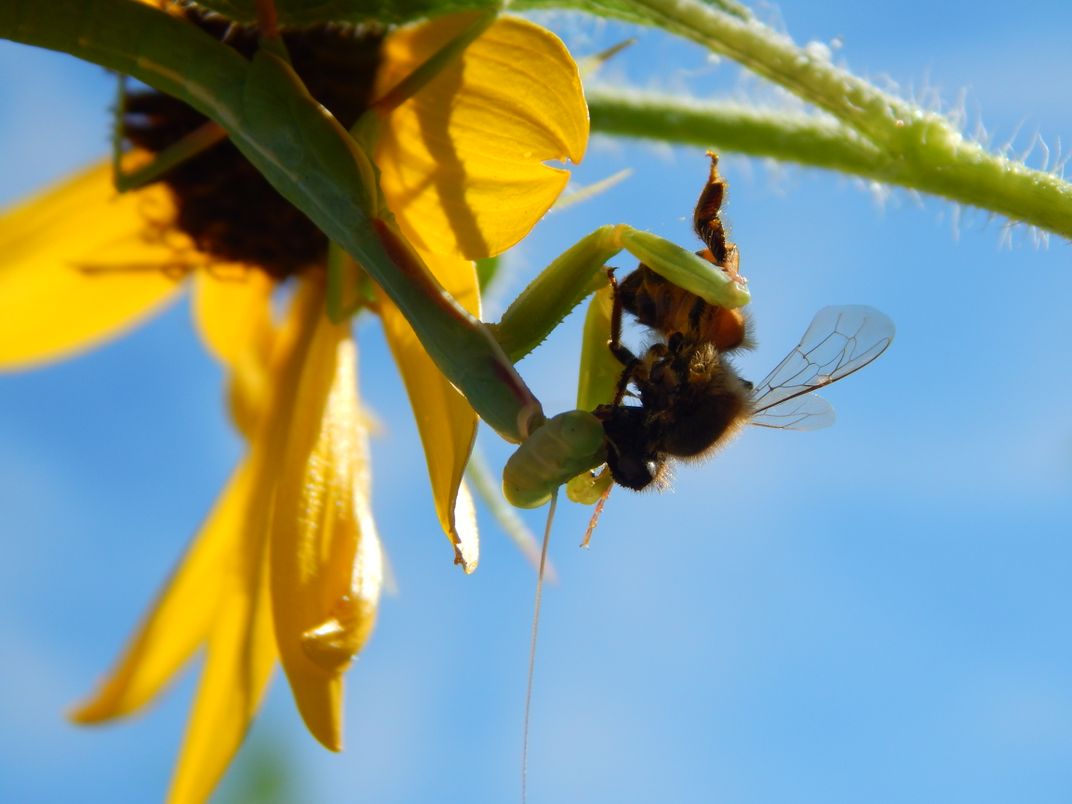 Mantis and bee..... | Smithsonian Photo Contest | Smithsonian Magazine