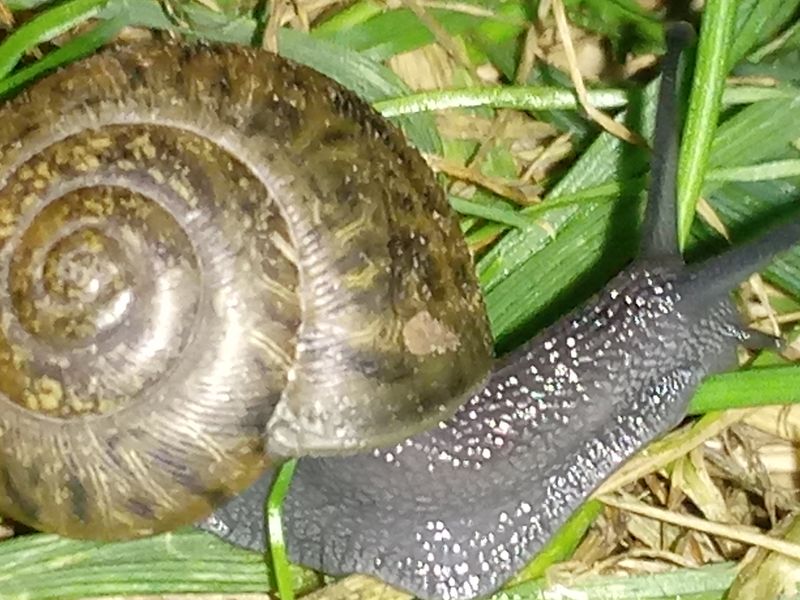 Snail | Smithsonian Photo Contest | Smithsonian Magazine