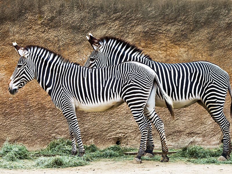 It was the afternoon at the LA Zoo. The two Zebras did not move at all ...