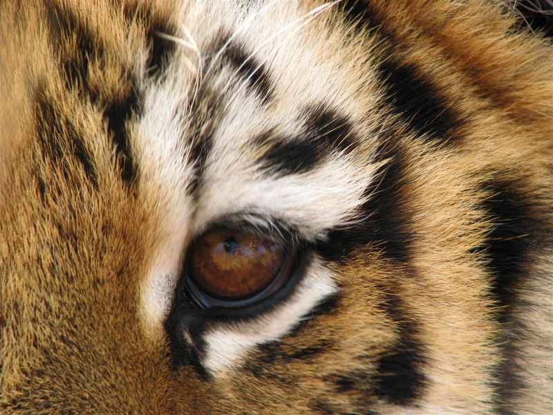 Tiger in South Africa, eyeing his photographer | Smithsonian Photo ...