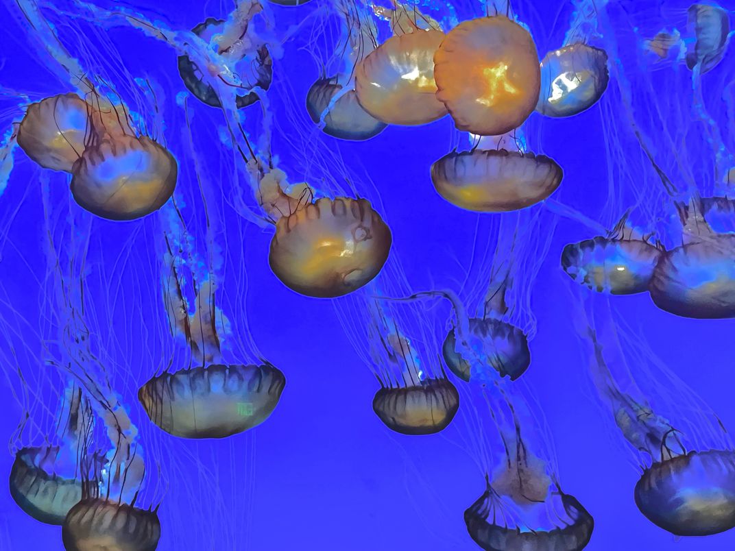 The dance of jellyfish | Smithsonian Photo Contest | Smithsonian Magazine