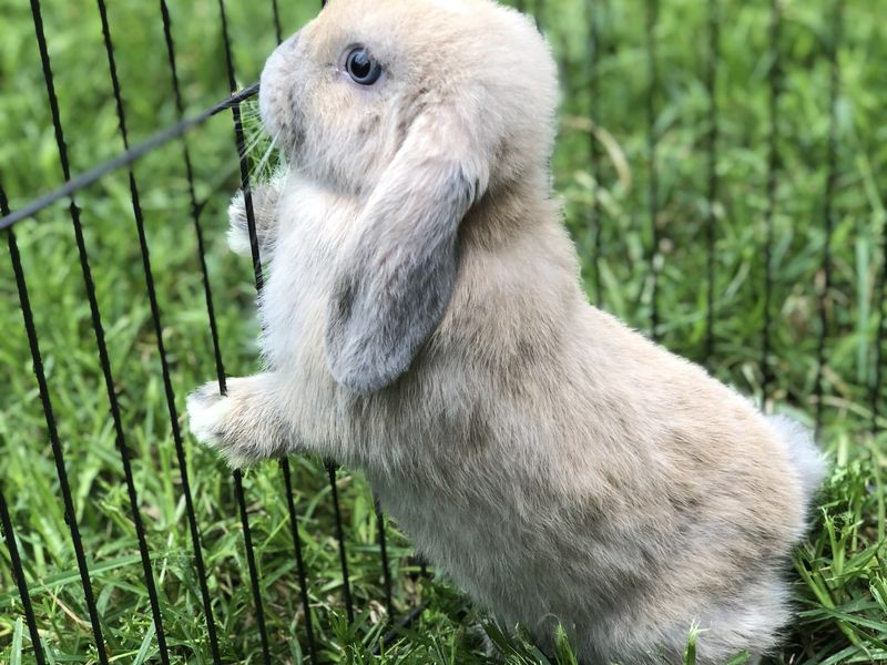 Max The Bunny | Smithsonian Photo Contest | Smithsonian Magazine