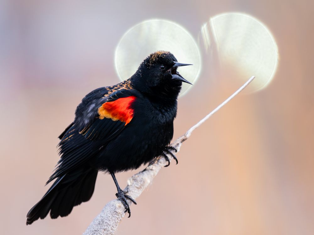 Red-winged Blackbird Double Moon | Smithsonian Photo Contest ...