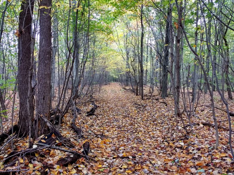 Wooded logging trail | Smithsonian Photo Contest | Smithsonian Magazine
