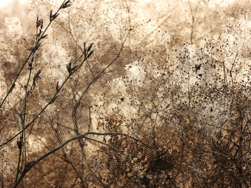 The geometry of nature | Smithsonian Photo Contest | Smithsonian Magazine