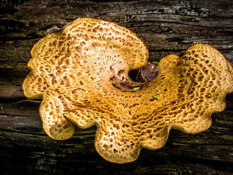 Giant Mushroom | Smithsonian Photo Contest | Smithsonian Magazine