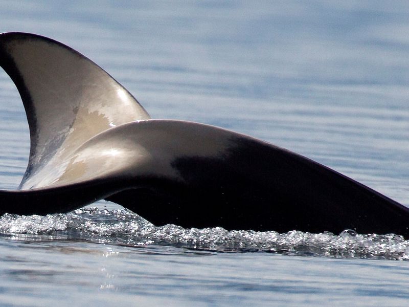 Orca Diving | Smithsonian Photo Contest | Smithsonian Magazine
