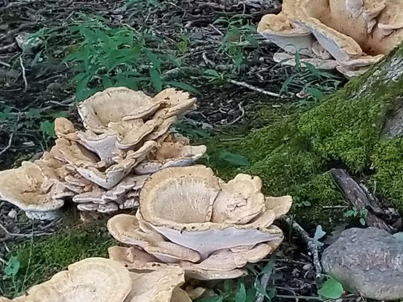 Fungus can be beautiful! | Smithsonian Photo Contest | Smithsonian Magazine