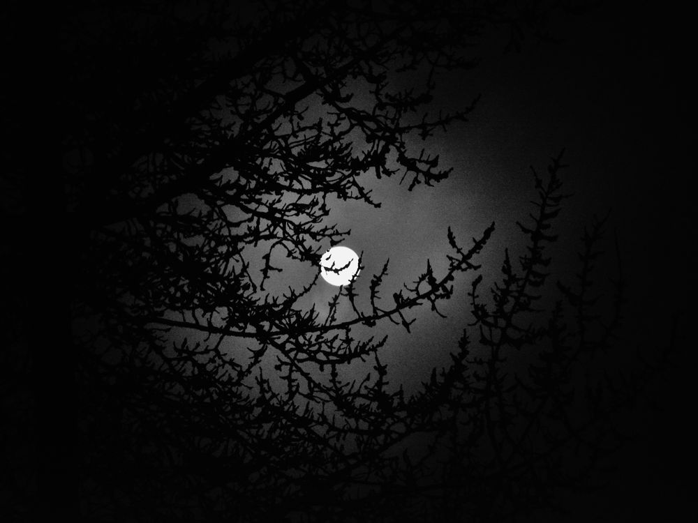 The Full Moon through the fog and the frosty tree branches ...