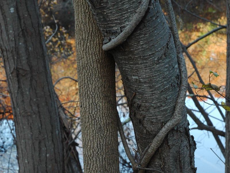 Trees intertwined | Smithsonian Photo Contest | Smithsonian Magazine