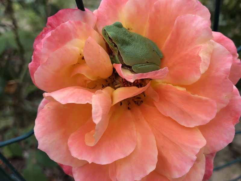 A frog in a rose. | Smithsonian Photo Contest | Smithsonian Magazine