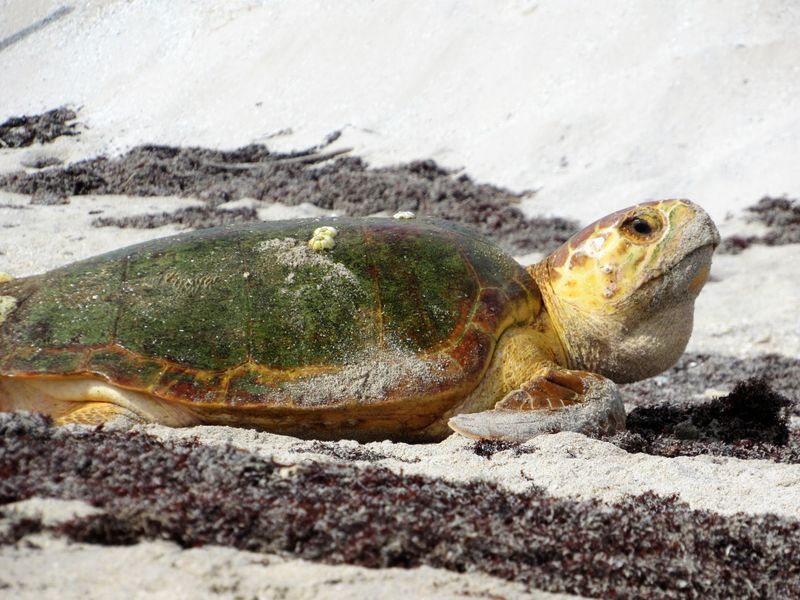 A loggerhead turtle coming a shore to lay its eggs during the late morning on shoreline of Vero ...