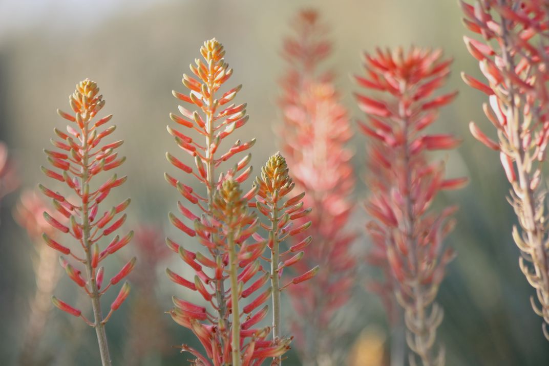 Hesperaloe | Smithsonian Photo Contest | Smithsonian Magazine